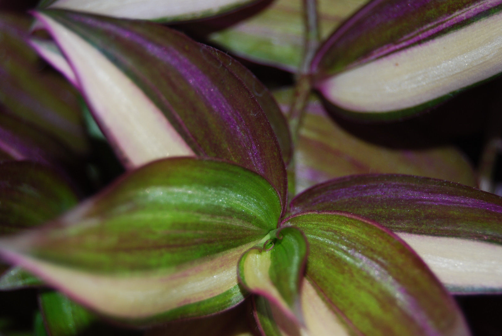 Lot of Wandering Jew Tradescantia - Many Varieties Types - Instant ...