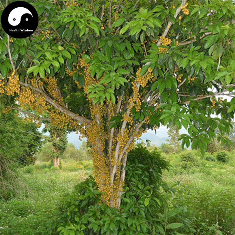 Buy Baccaurea Ramiflora Fruit Tree Seeds 30pcs Plant Baccaurea ...