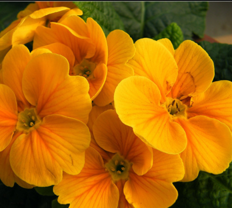 100PC SEED Primula Seeds European Primrose ORANGE PRIMEROSE A ...