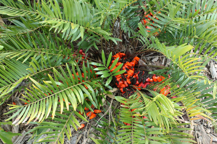 ZAMIA FLORIDANA coontie palm florida native cycad tree palms plant seed ...