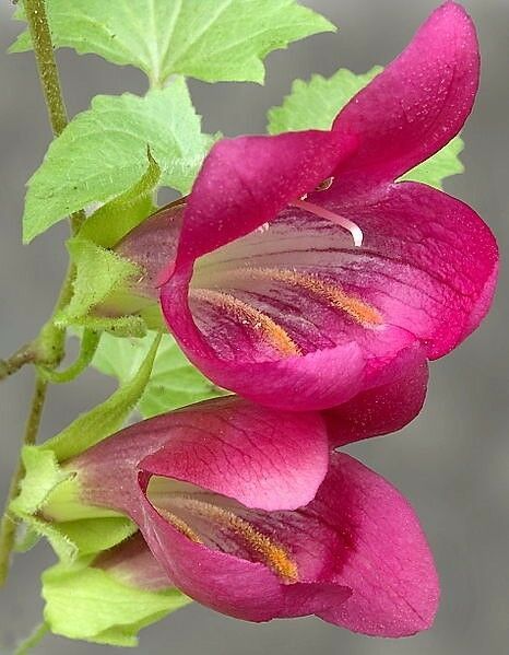 10 Pcs Mix Dragonsnap Vine Asarina Flower Seeds #MNSB - Seeds & Bulbs
