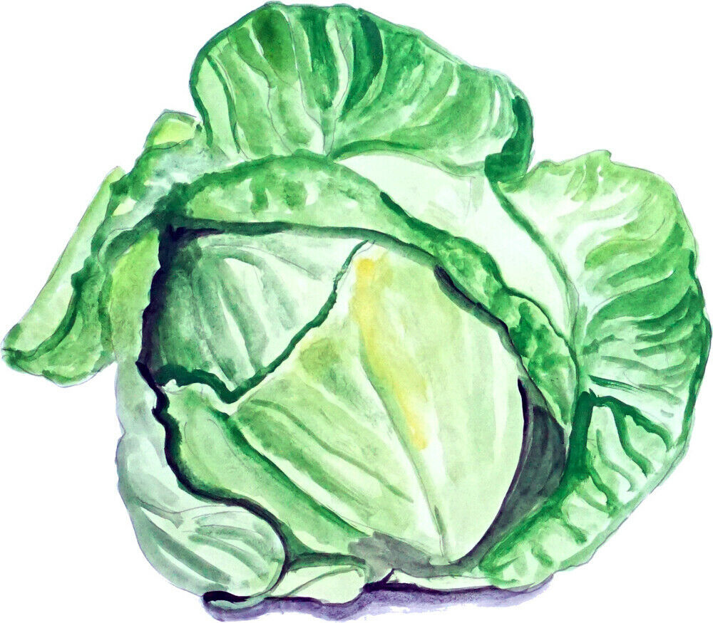 Lettuce Sticker Decal Camping Nature Wildlife Outdoors Fruit Vegetable ...