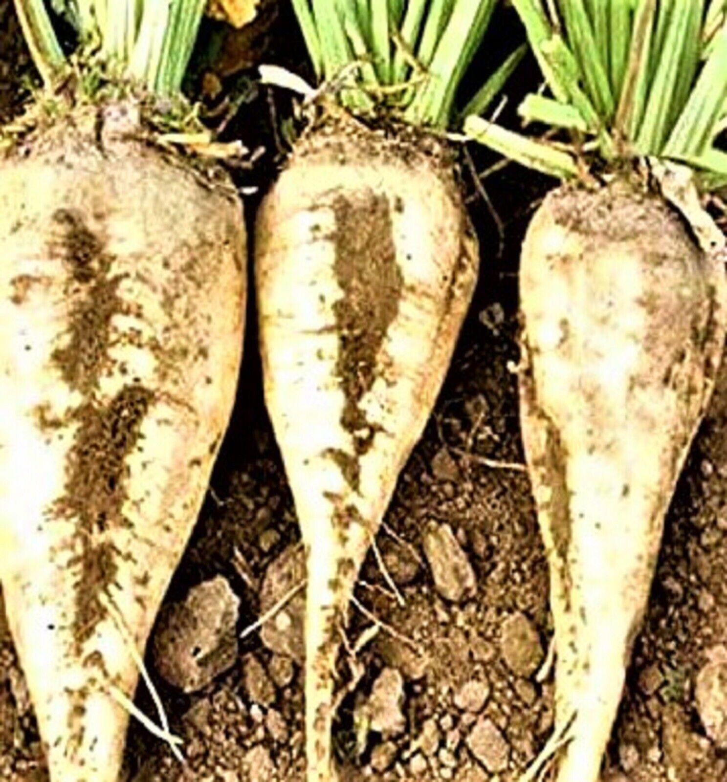 50+ Seeds Sugar Beet Seeds NON-GMO - Other Plants, Seeds & Bulbs