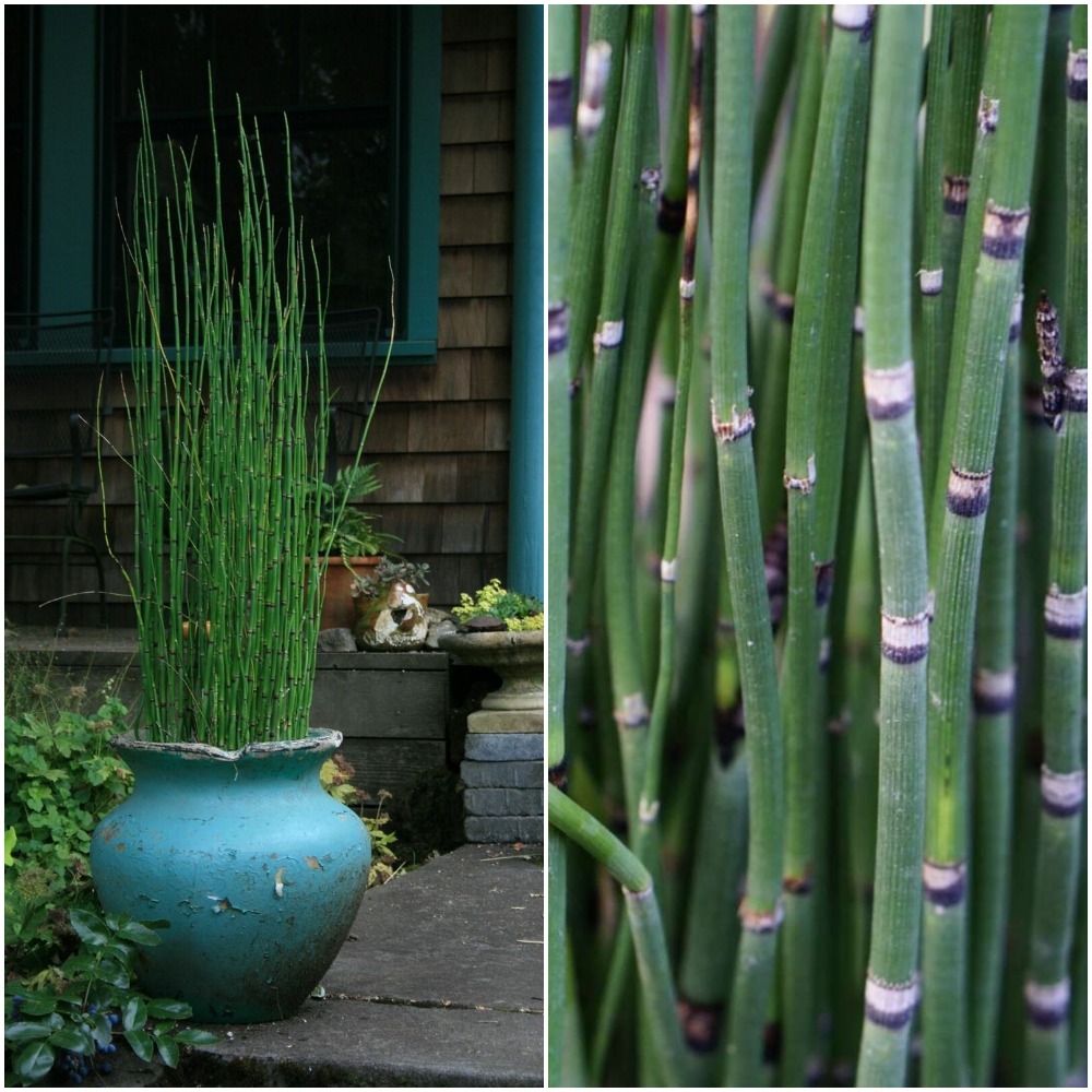 1 Plant Horsetail Reed Equisetum hyemale - 1 Feet Tall - Ship in 1 gal ...