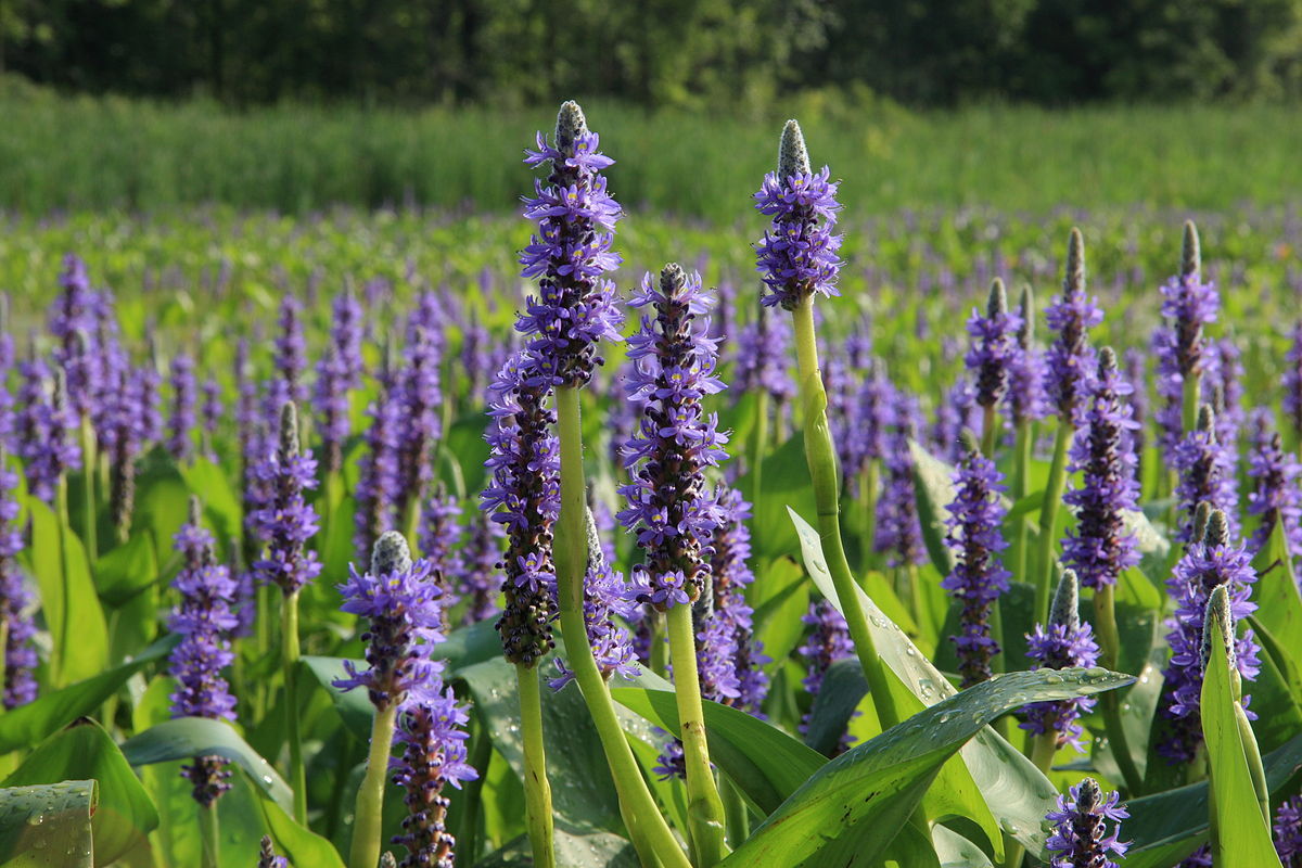3 Pickerel weed aquatic pond plant pickerelweed landscape - Water Plants