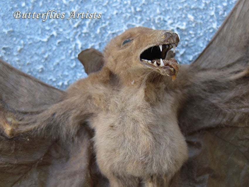 Real Bat Wolf Faced Eonycteris Spelaea Taxidermy Museum Quality Framed ...