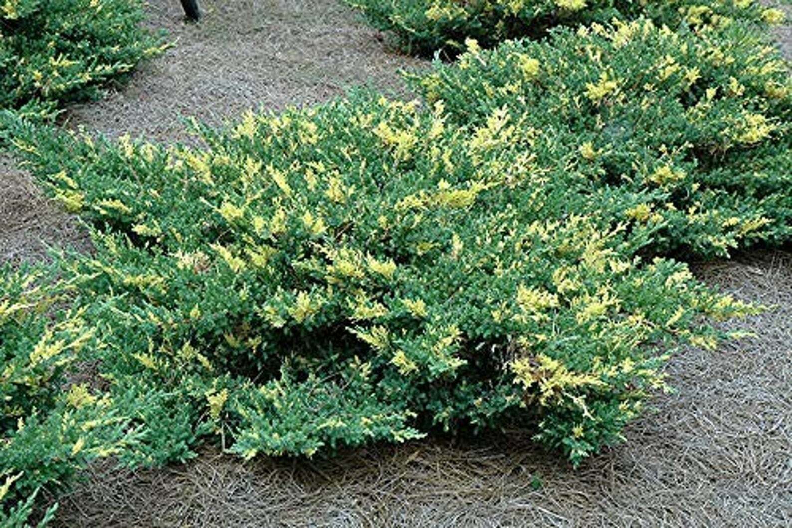 Juniper Parsoni Variegated - Live Plants - Juniperus Davurica- Hardy ...
