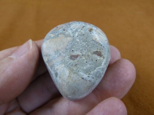 DF485-15 Fossil REAL DINOSAUR Bone pebble Atlasaurus Jurassic Dino ...