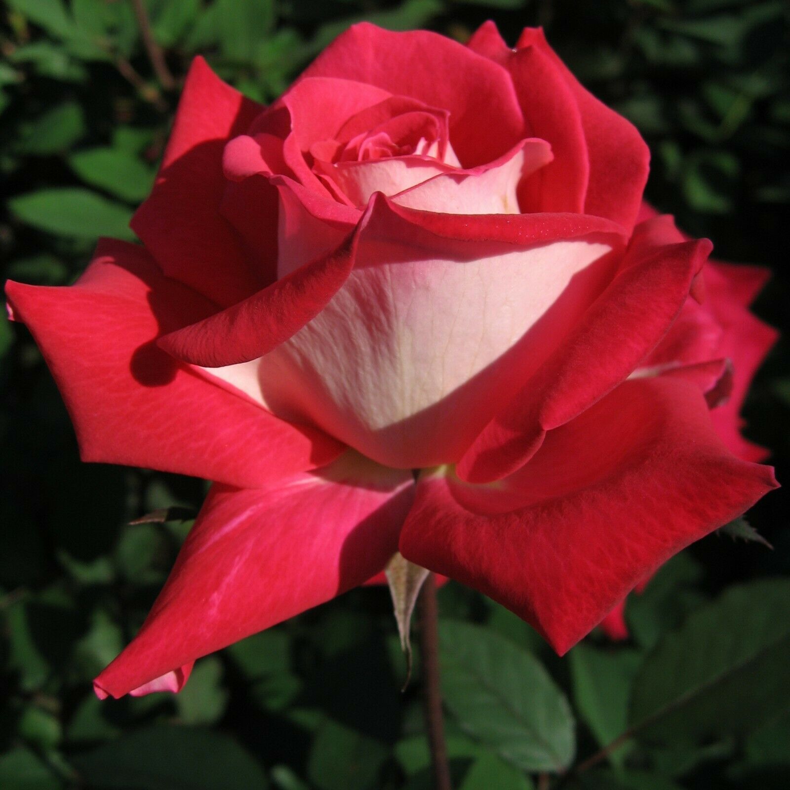 LOVE Grandiflora Rose 5Gal Live Bush Plants Plant Ruby Red White ...