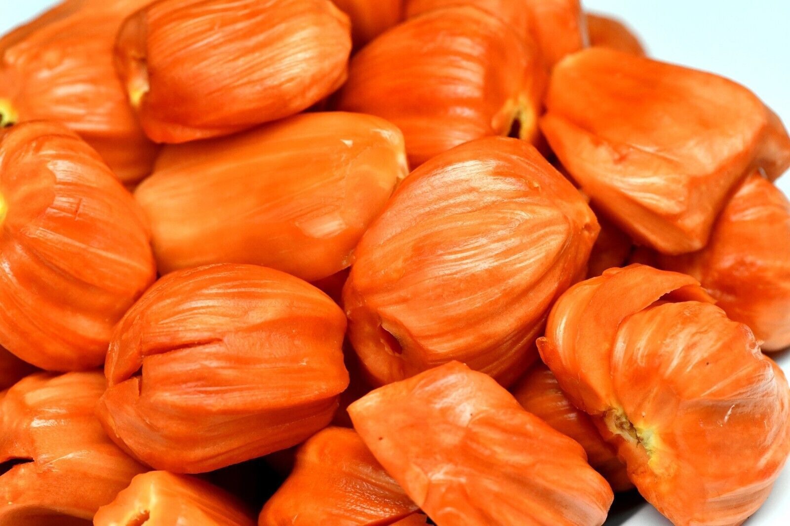 Honey Jackfruit / Orange Jackfruit / Red Jackfruit Seeds /15+ Seeds for ...