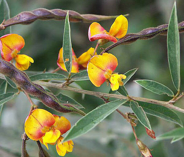 CAJANUS CAJAN pigeon pea gandules seed exotic edible beans rare gandul ...