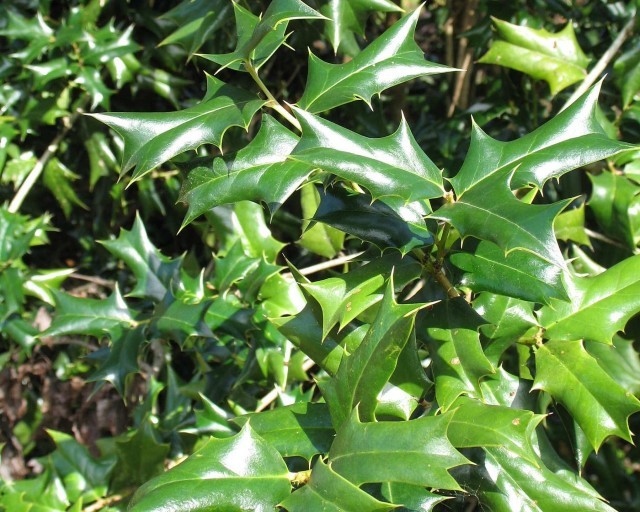 Ilex Cornuta (Chinese Holly) 25 seeds - Seeds & Bulbs