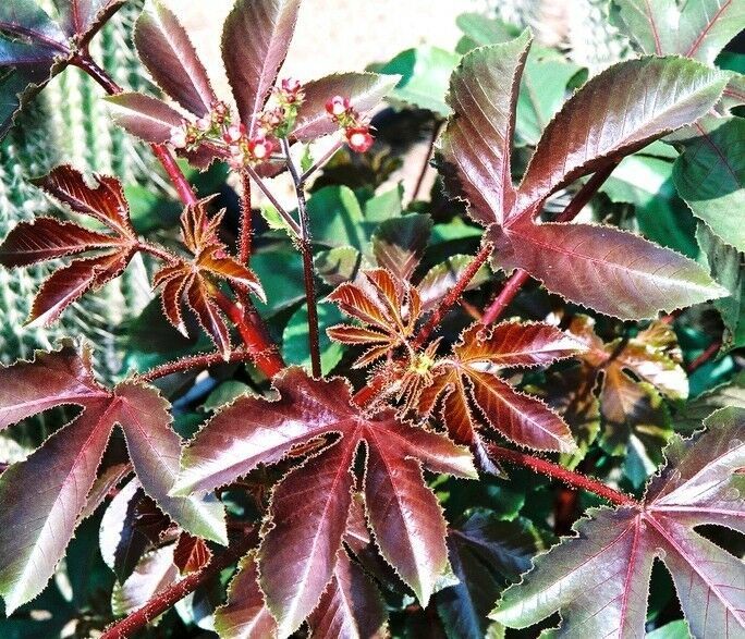 Bellyache Bush, JATROPHA GOSSYPIFOLIA rare carnivorous succulents seed ...