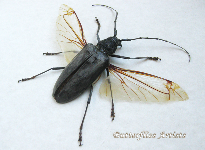 Giant Velvet Longhorn Neocerambyx Gigas Real Beetle Framed Entomology ...