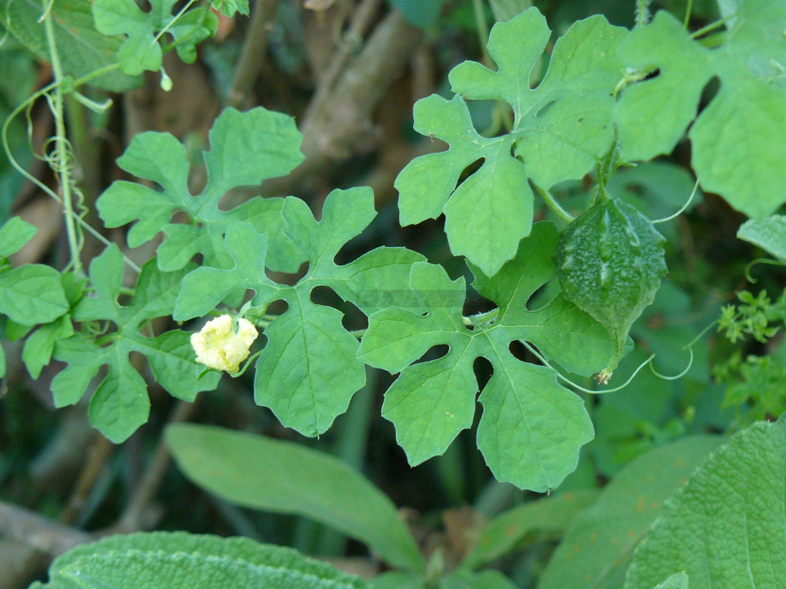 Wild Ampalaya (Momordica charantia) seeds 25 pcs - Vine Seeds
