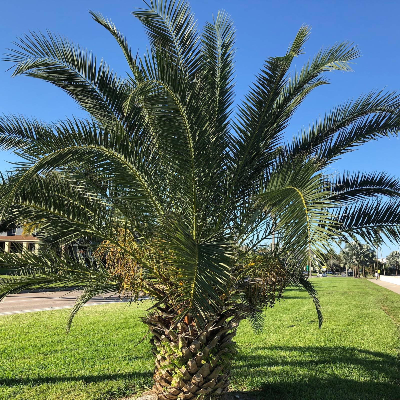 Sylvester Palm Tree Seeds - Seeds & Bulbs