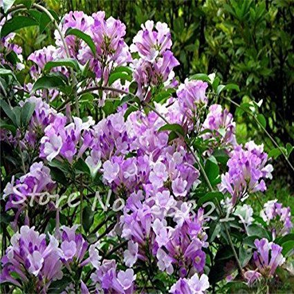 120Pcs Purple Mandevilla seed,Potted balcony DIY home garden Beautiful ...