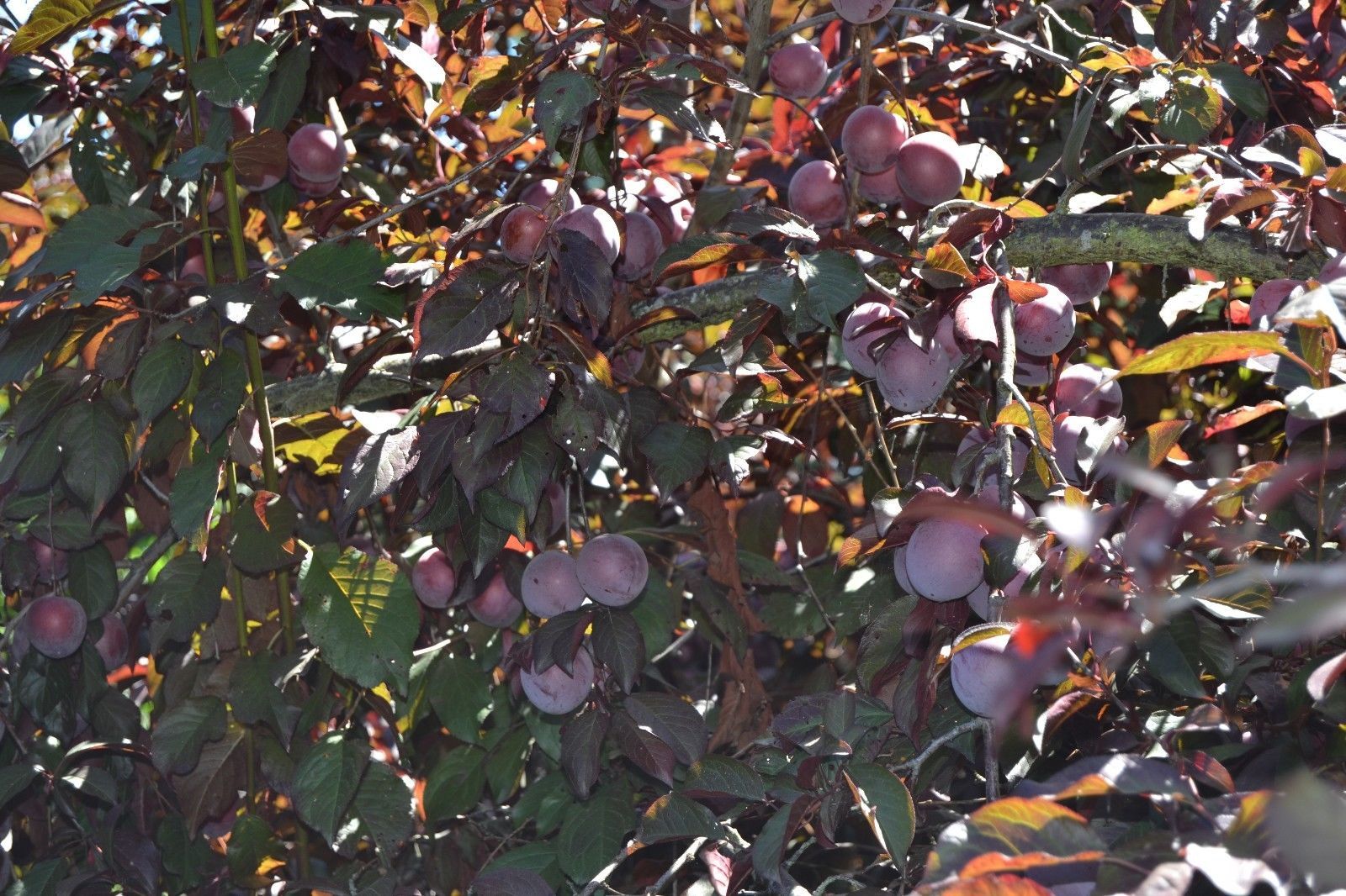5 cuttings, RED CHERRY PLUM TREE - PRUNUS CERASIFERA/ PISSARDII NIGRA ...