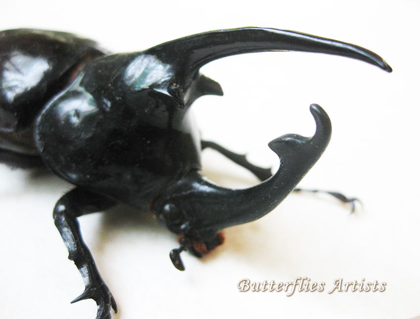African Rhino Augosoma centaurus Real Beetle Entomology Double Glass ...