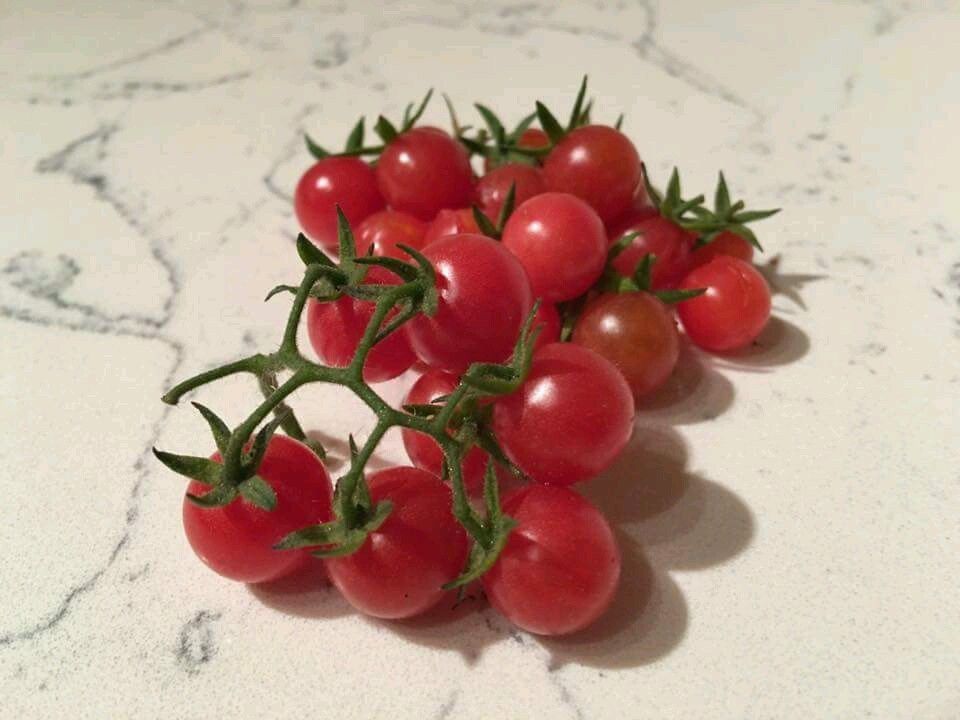 40+ Fresh Seeds - Florida Everglades Tomato - Seeds & Bulbs
