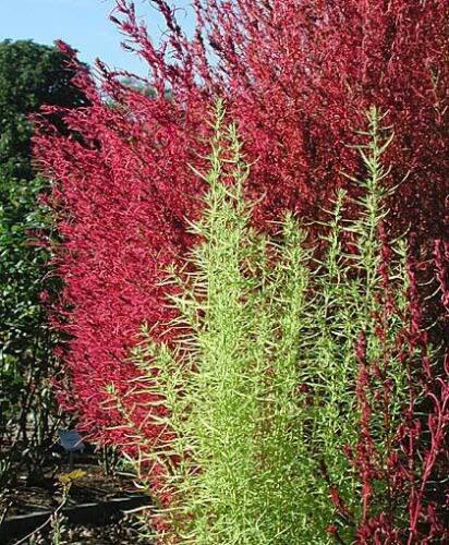 100 Seeds KOCHIA Scoparia / Burning Bush / Mexican Fireweed Shrub ...