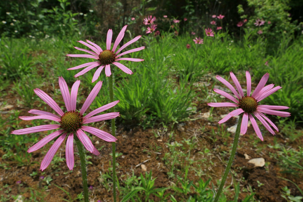 20 Seeds Echinacea Tennesseensis Tennessee Coneflower - Seeds & Bulbs