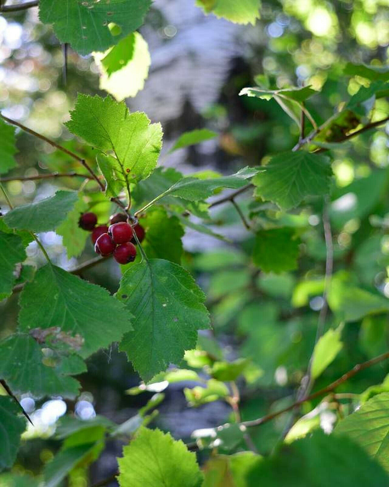 Mayhaw Fruit Tree Crataegus aestivalis Live plant 3 feet tall or taller ...