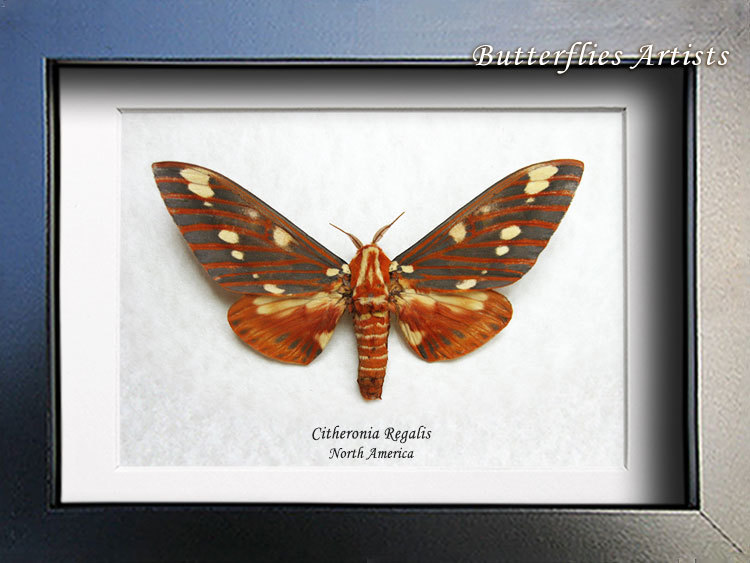 Citheronia Regalis XL Royal Walnut Real Moth Entomology Collectible ...