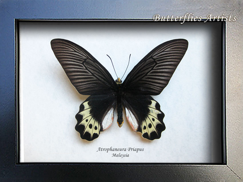 White-Head Batwing Atrophaneura Priapus Real Butterfly Entomology ...