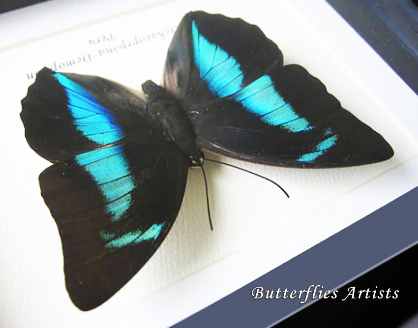 Reflector Spotted Prepona Archaeoprepona Demophon Butterfly Entomology ...