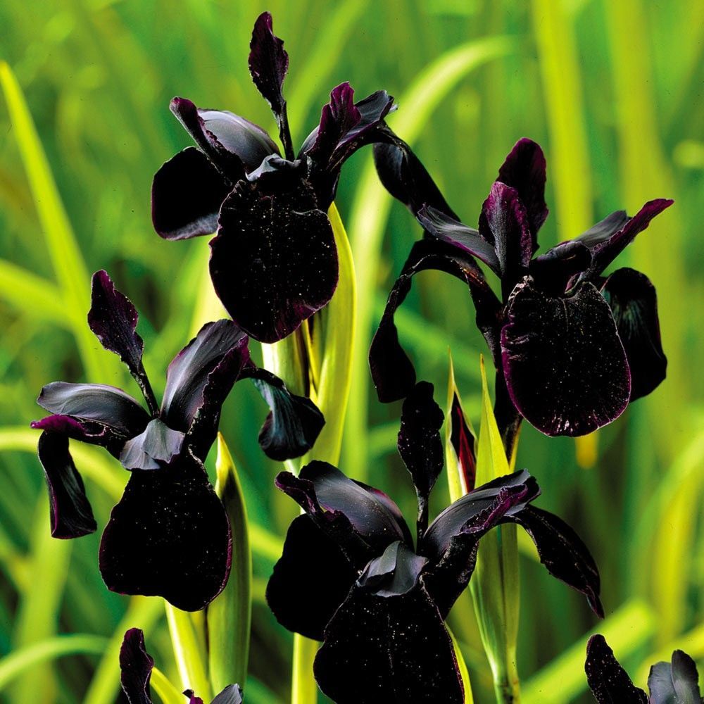 Siberian Iris Black Gold Iris Chrysographes Flower Seed 5 Seed/Pack ...