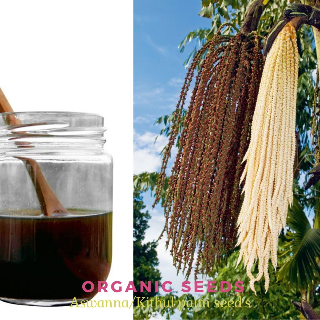 Caryota urens, kithul plant, Fishtail palm, The miracle palm tree seeds ...