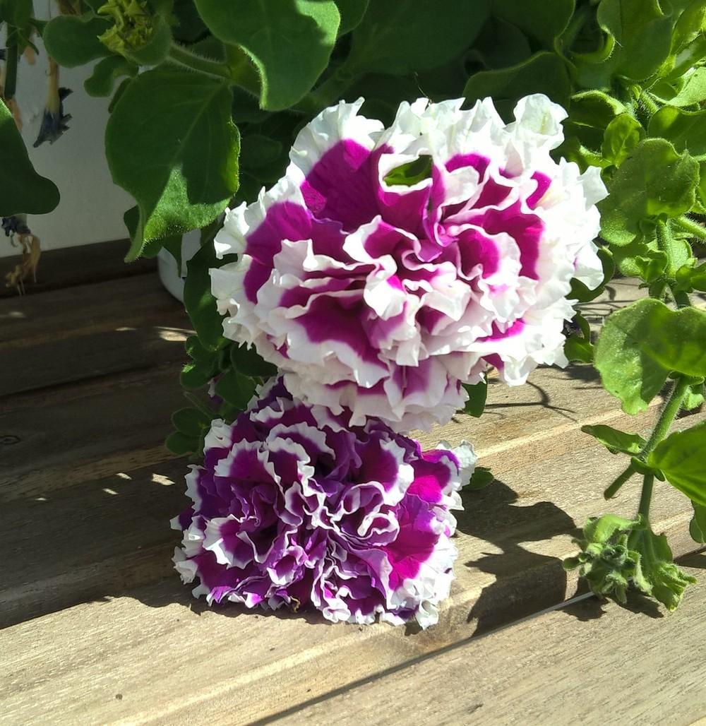 30 Seeds Pirouette Purple Double Ruffled Petunia Grandiflora Flower ...