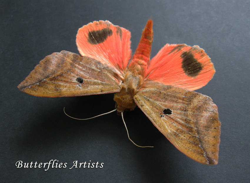 Pale Red Hindwings Thyas Honesta RARE Sucking Moth Framed Entomology ...