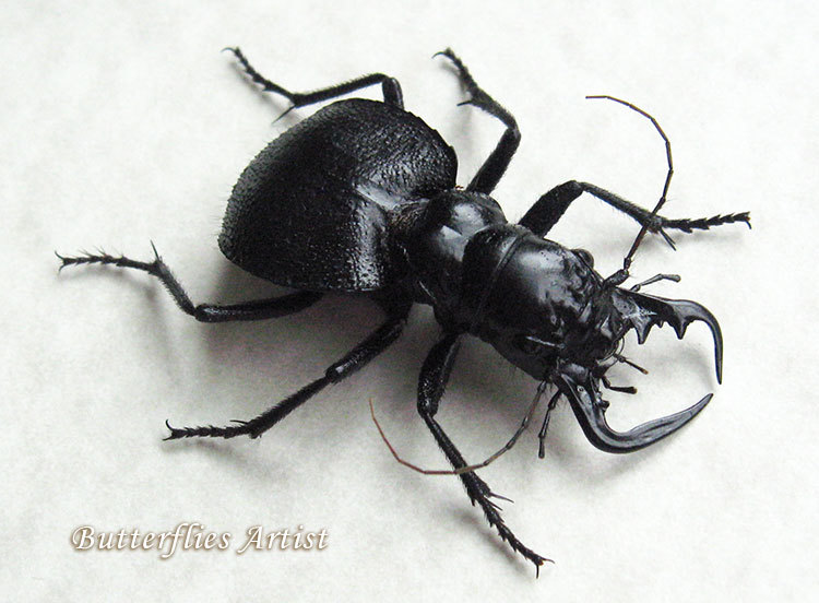 Manticora Latipennis RARE Tiger Beetle Framed Entomology Collectible ...