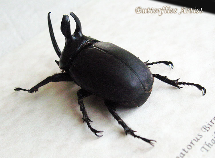 Eupatorus Birmanicus RARE Rabbit Ear Real Beetle Entomology Double ...