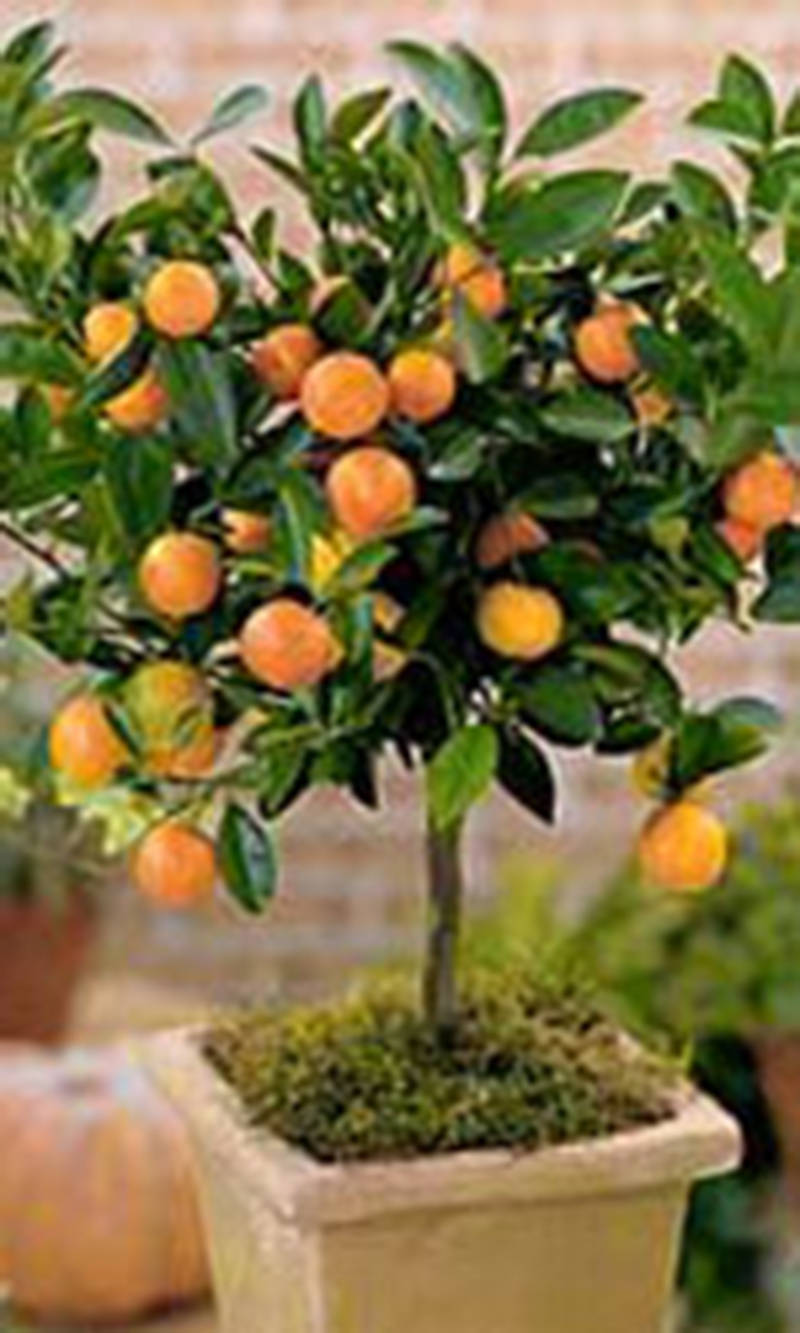 Calamondinorange Microcapa