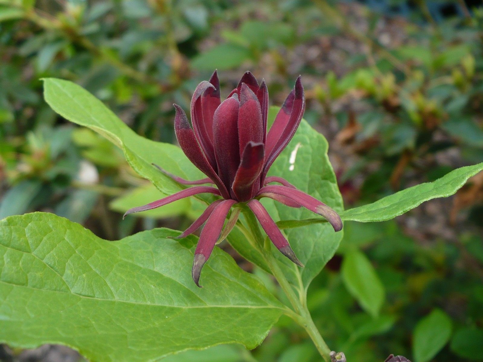 10 Seeds Strawberry Shrub Sweetshrub Calycanthus Floridus - Seeds & Bulbs