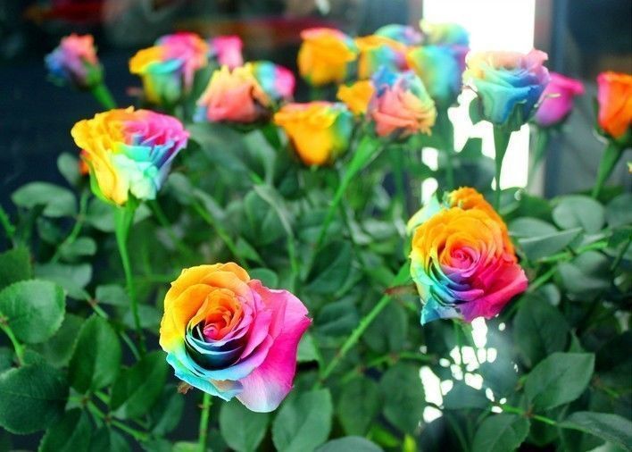 Rare Holland Rainbow Rose Bush seeds Shipping from USA - Perennial Seeds