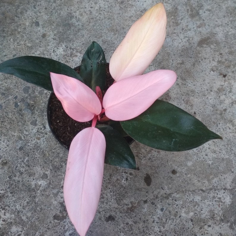Philodendron Pink Congo Plant Free Phyto Certificate / By DHL Ship ...