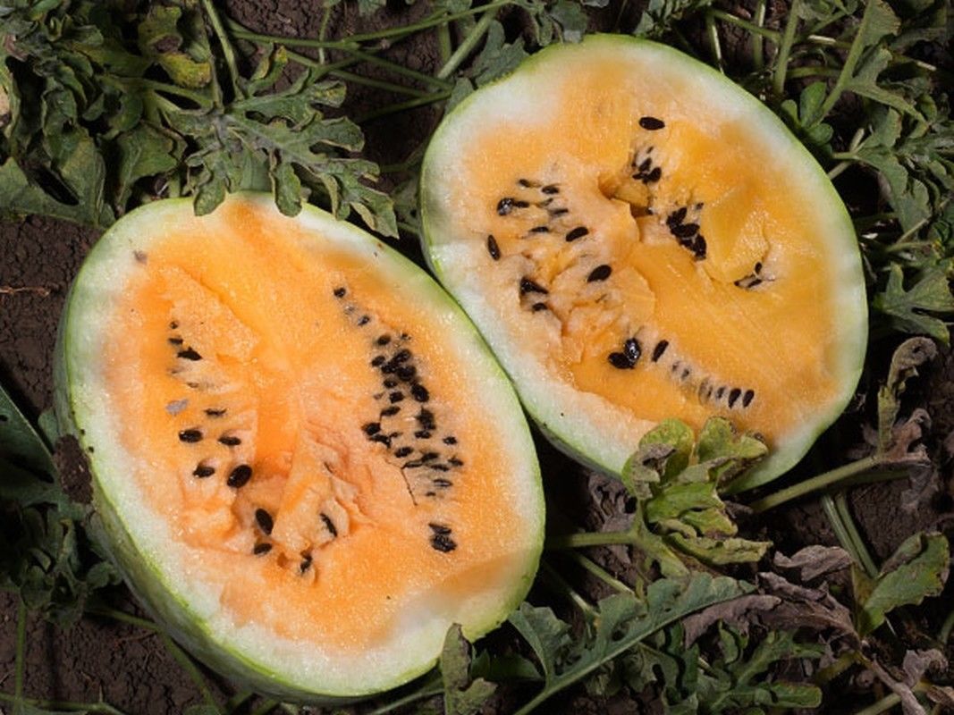 Desert King Watermelon Seeds -light green skin and yellow-orange flesh ...