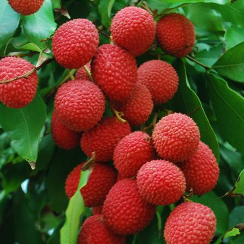 20 Succulent Plants Lychee Lychy Litchi Seeds, Leechee Fruit Tree Seeds ...