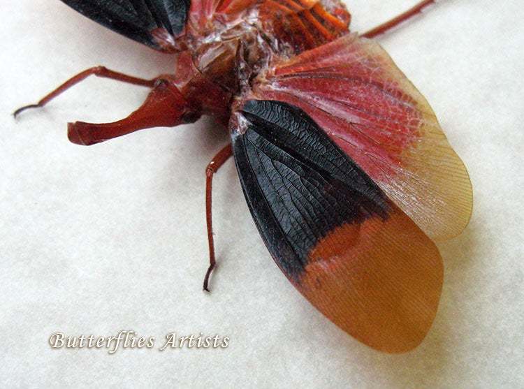 Blood Red Real Lanternfly Pyrops Detanii and similar items