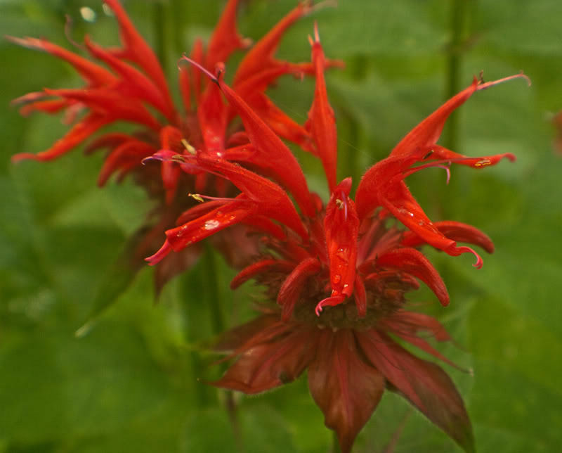 10 Pcs Red Panorama Monarda Flower Seeds #MNSB - Seeds & Bulbs