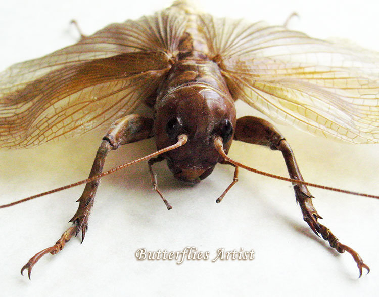Monster Predatory Cricket Sia Ferox VERY RARE Entomology Collectible ...