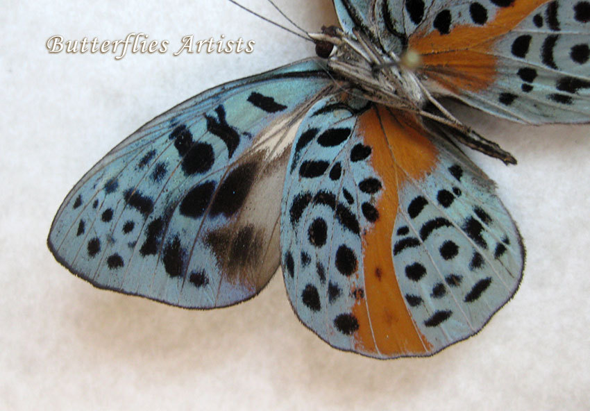 Amazing Eunica Chlorochroa Rare Real Butterfly Entomology Collectible ...