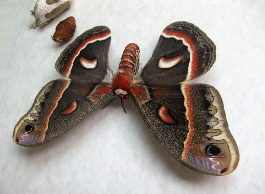 Real Silk Robin Moth Pupa Cocoon Hyalophora Cecropia Entomology ...