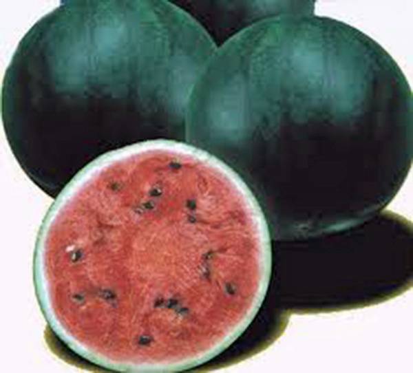 WATERMELON SEEDS, SUGAR BABY, HEIRLOOM, ORGANIC, 500 SEEDS, NON GMO ...