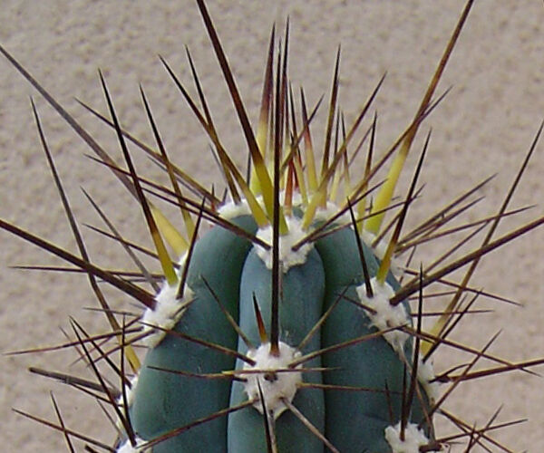 Stetsonia coryne @ Toothpick Cactus Argentine columnar cacti rare seed ...