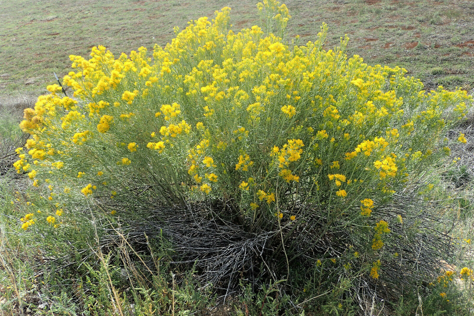 100 Pcs Yellow Flower Rubber Rabbitbrush Seeds #MNSB - Seeds & Bulbs